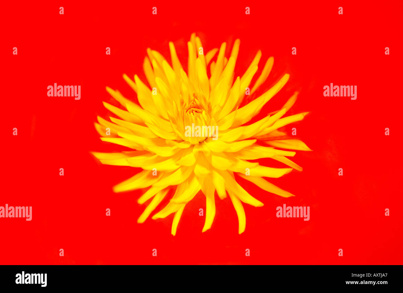 yellow flower on red background Stock Photo - Alamy
