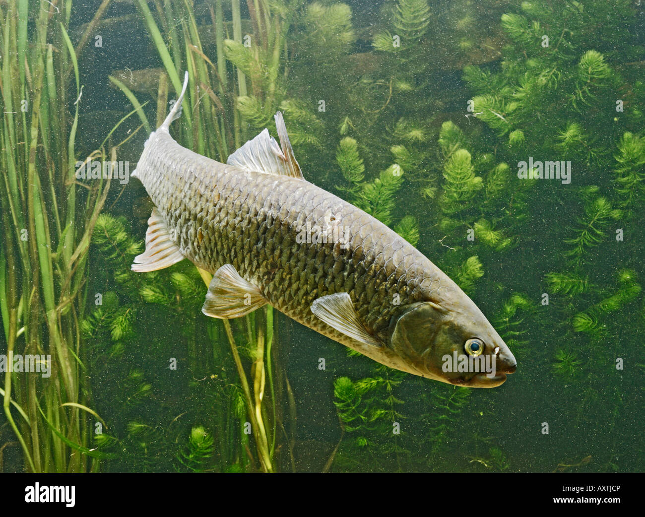Cephalus hi-res stock photography and images - Alamy