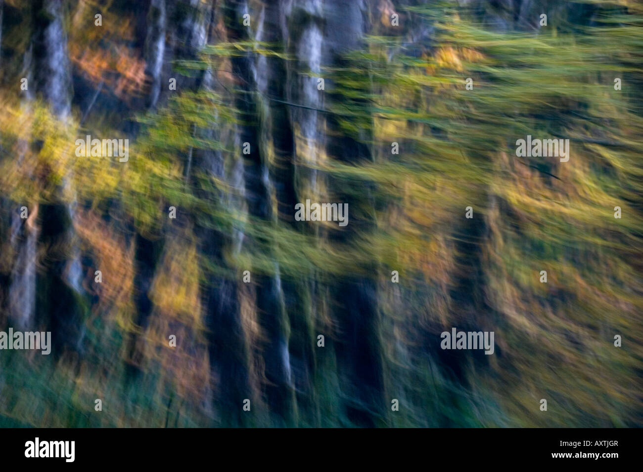 Glimpse of trees in a forest Stock Photo - Alamy