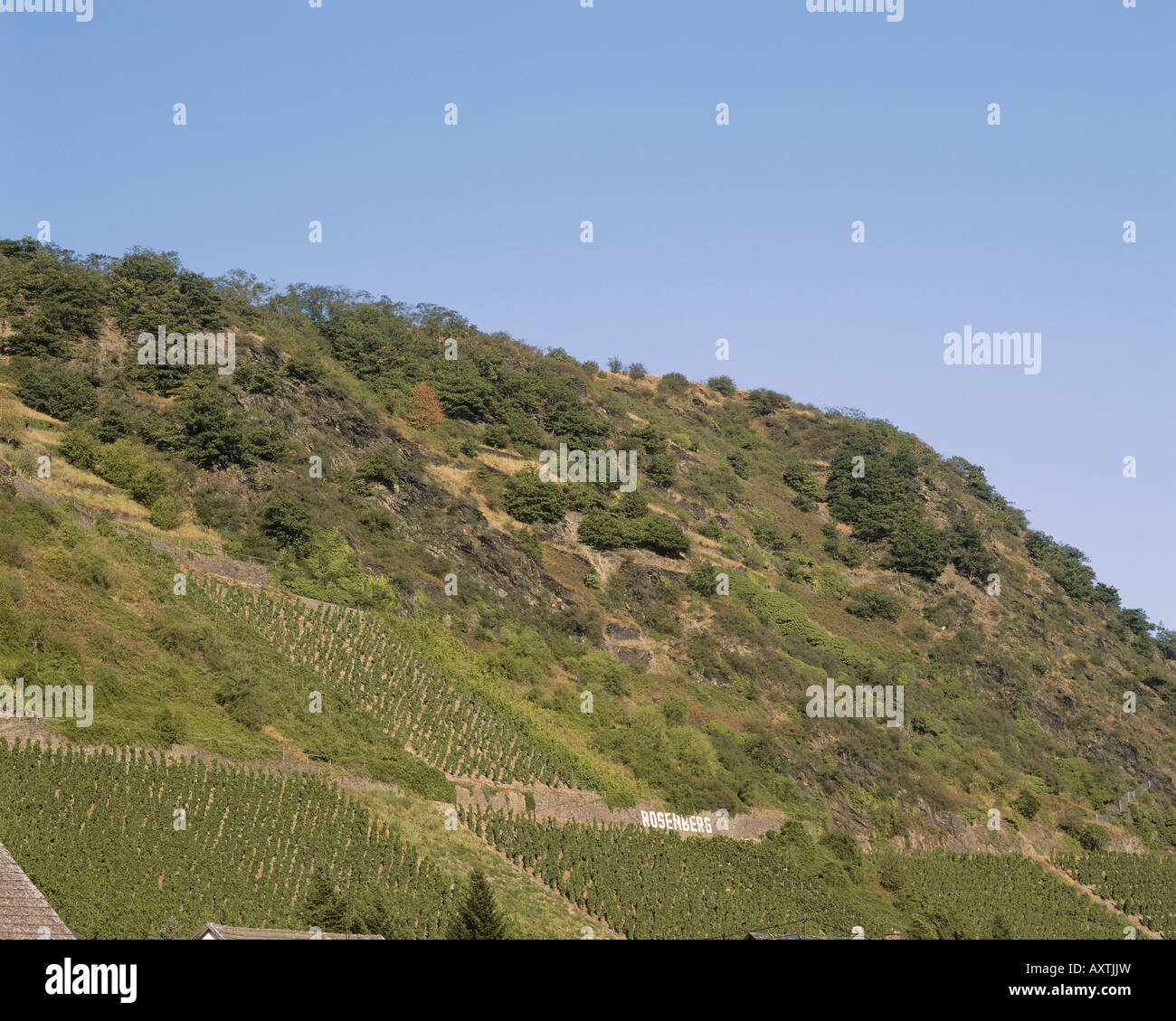 Rhineland palatinate wine hi-res stock photography and images - Alamy