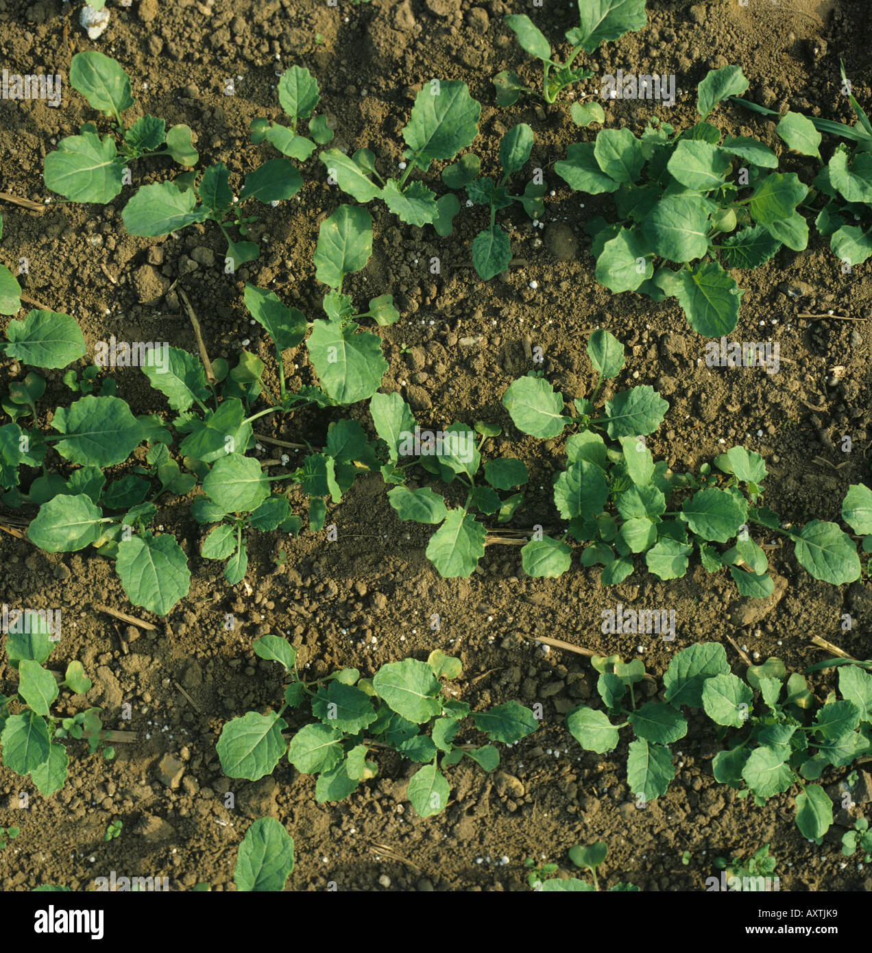 Seedling oilseed rape crop with four true leaves and fertilizer ...