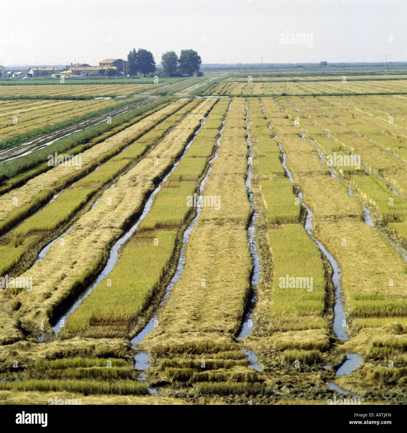 geography / travel, Italy, Venice, river Po delta, paddy-fields at Pila ...