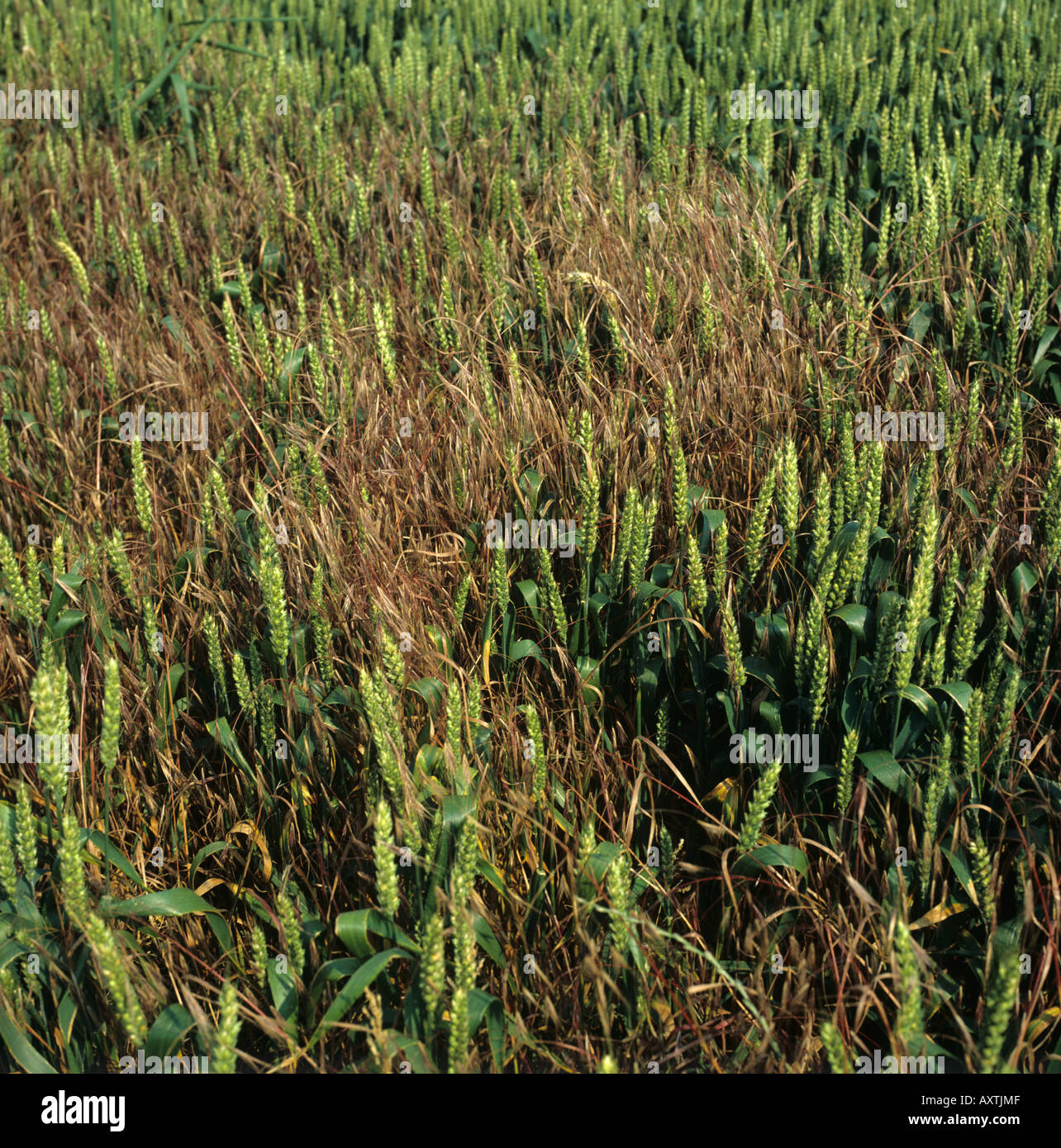 Sterile barren brome bromus sterilis hi-res stock photography and ...