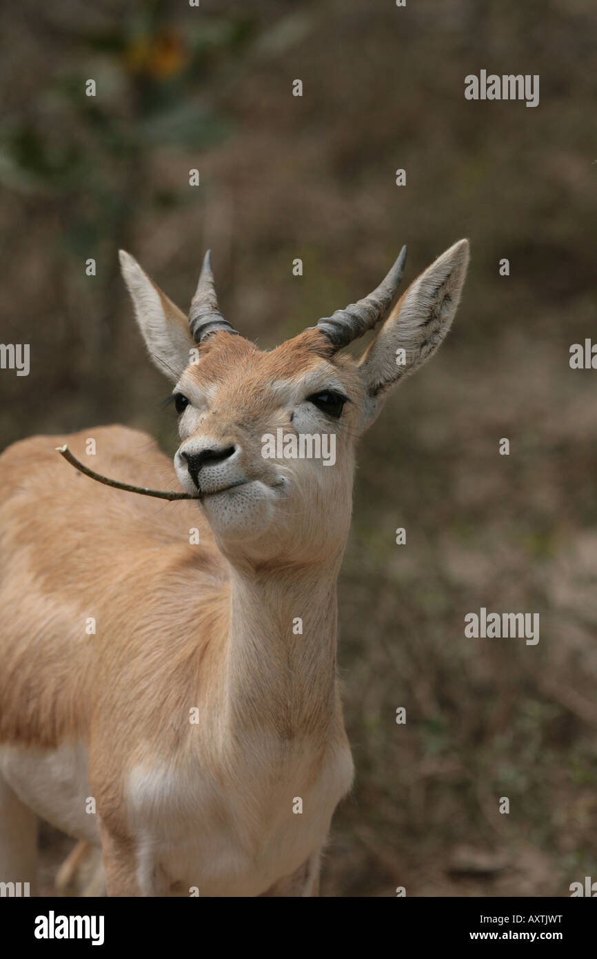 Chinkara Gazella gazella Indian Antelope Stock Photo - Alamy