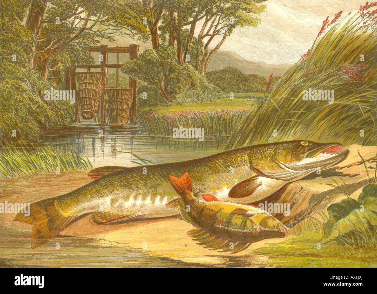 Victorian eel hi-res stock photography and images - Alamy