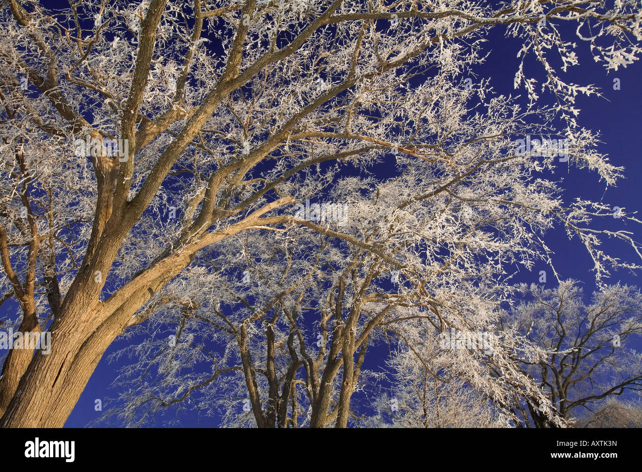 Hoarfrost on trees Stock Photo - Alamy