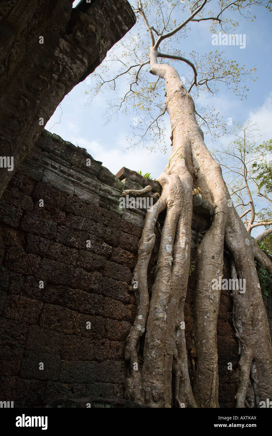 A huge Kapok tree towers over ruins in Cambodia near Angkor Wat Stock ...