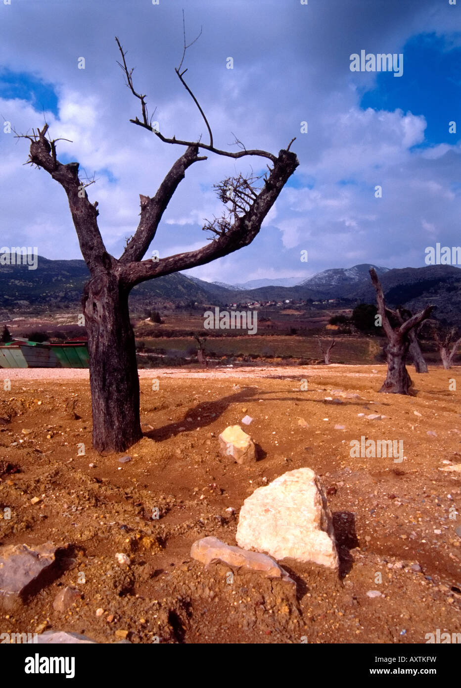 Israel. Trees without foliage overlooking the Hermon Mountain in the ...