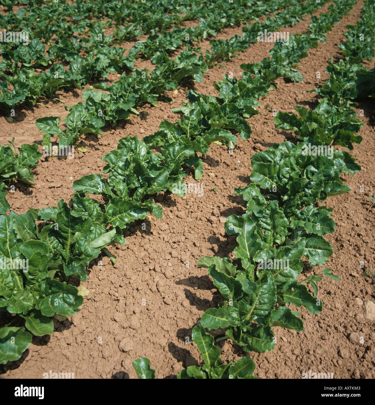 Rows of young sugar beet in slightly reddish weed free soil Stock Photo ...