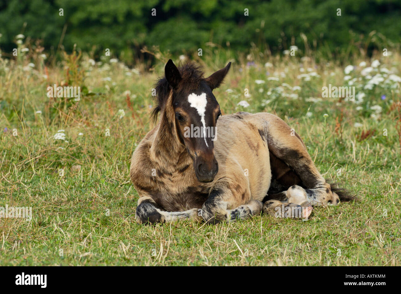 3 months old Connemara pony foal Stock Photo - Alamy