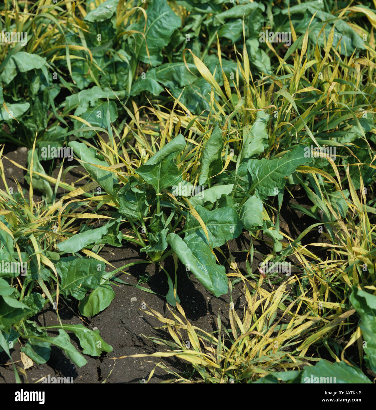 Cereals used as a windbreak crop selectively controlled in sugar beet ...