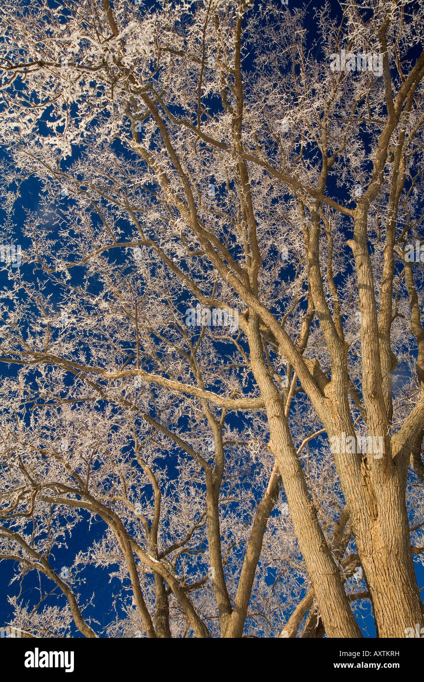 Hoarfrost trees hi-res stock photography and images - Alamy