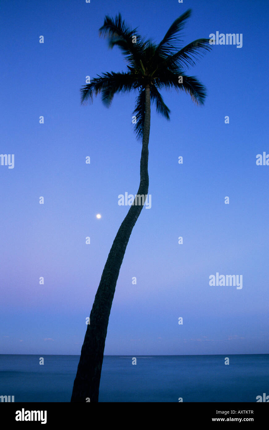 sunrise single palm tree and full moon with Atlantic Ocean in the ...