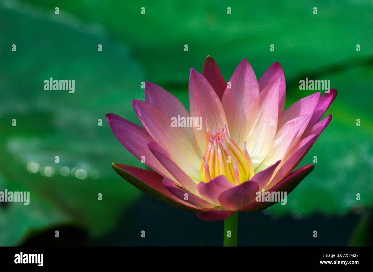 Nymphaea 'Albert Greenberg' Stock Photo - Alamy
