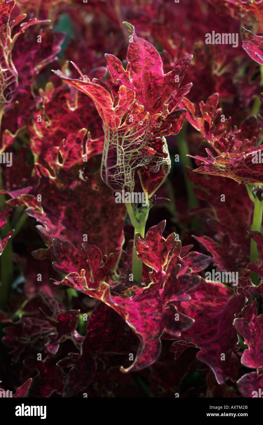 Solenostemon jupiter coleus hi-res stock photography and images - Alamy