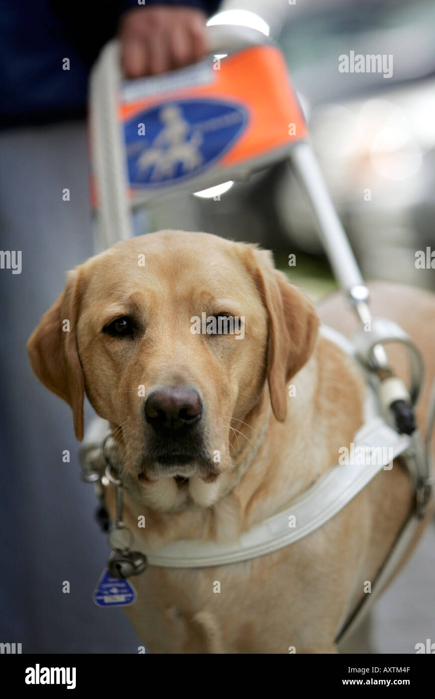 dog leading a blind person Stock Photo - Alamy