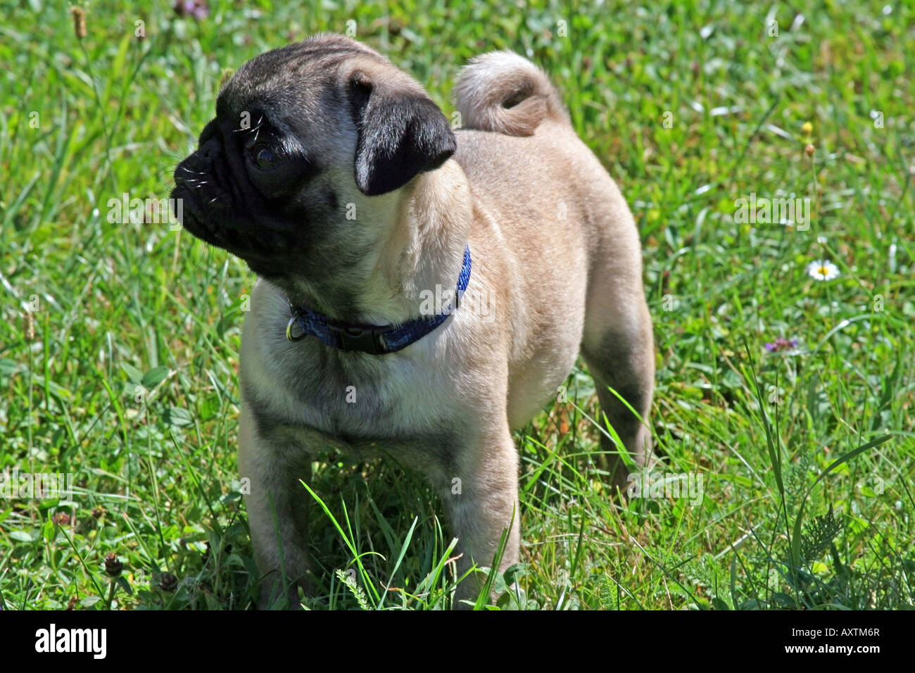 Funny small dog standing in the grass Stock Photo - Alamy