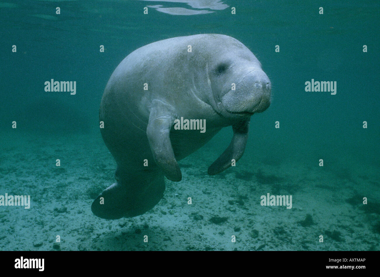 West Indian Manatee (Trichechus manatus) Underwater, Crystal River ...