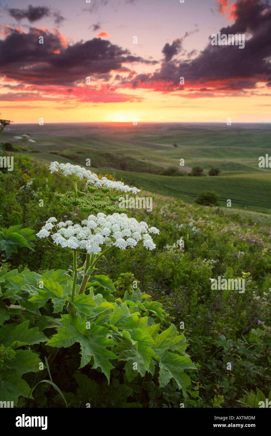 Flowers at Steptoe Butte in the Palouse region of eastern Washington ...