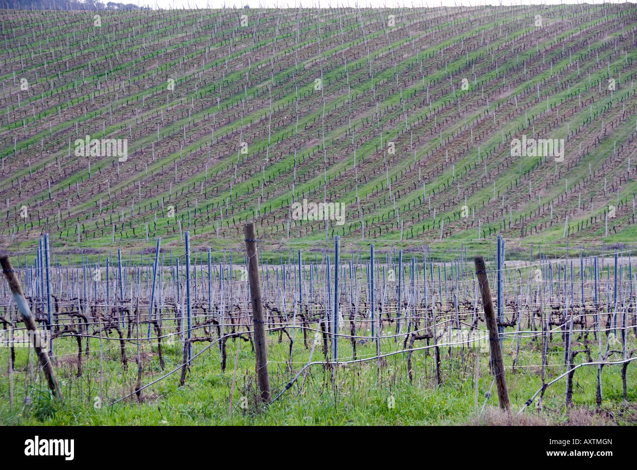 Geometric vines hi-res stock photography and images - Alamy