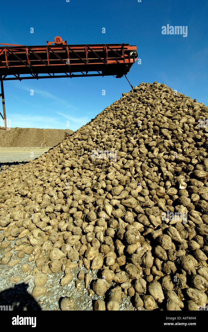 large piles of sugar beets Stock Photo - Alamy