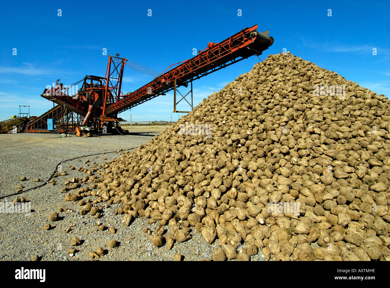 large piles of sugar beets Stock Photo - Alamy