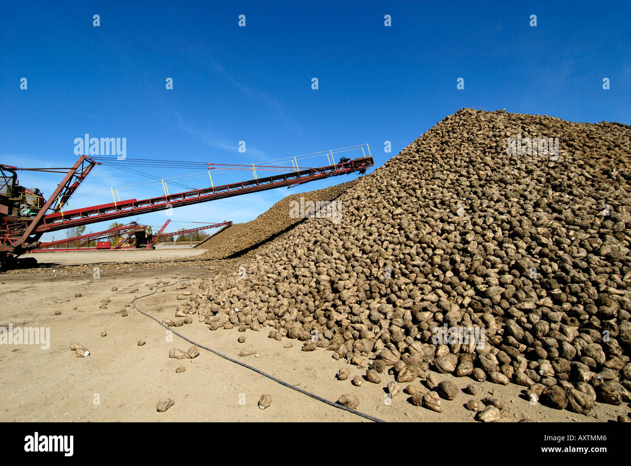 large piles of sugar beets Stock Photo - Alamy