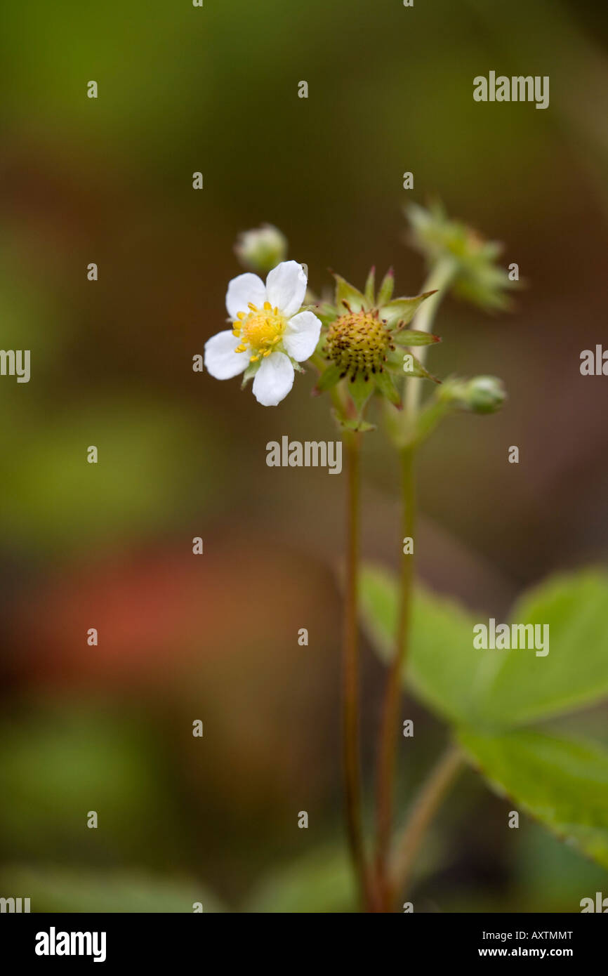 Fragaria vesca countryside hi-res stock photography and images - Alamy