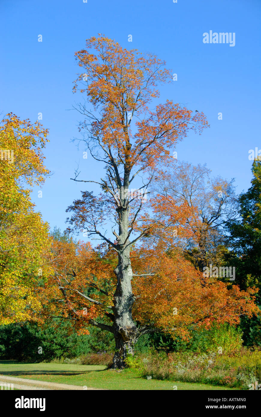 Autumn Fall colors in the countryside surrounding Springfield Illinois ...