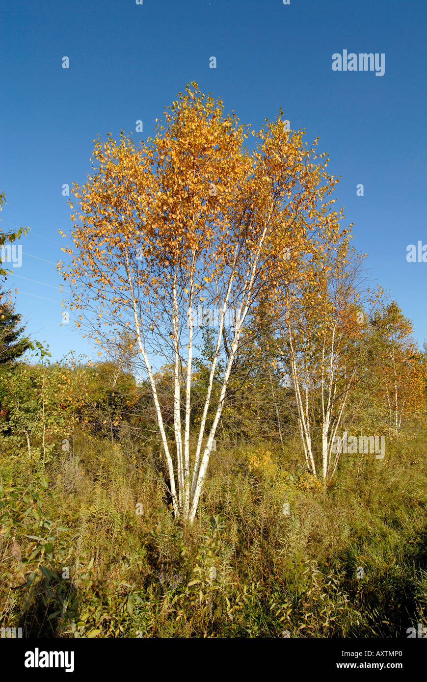Birch trees Autumn Fall colors in the countryside surrounding ...