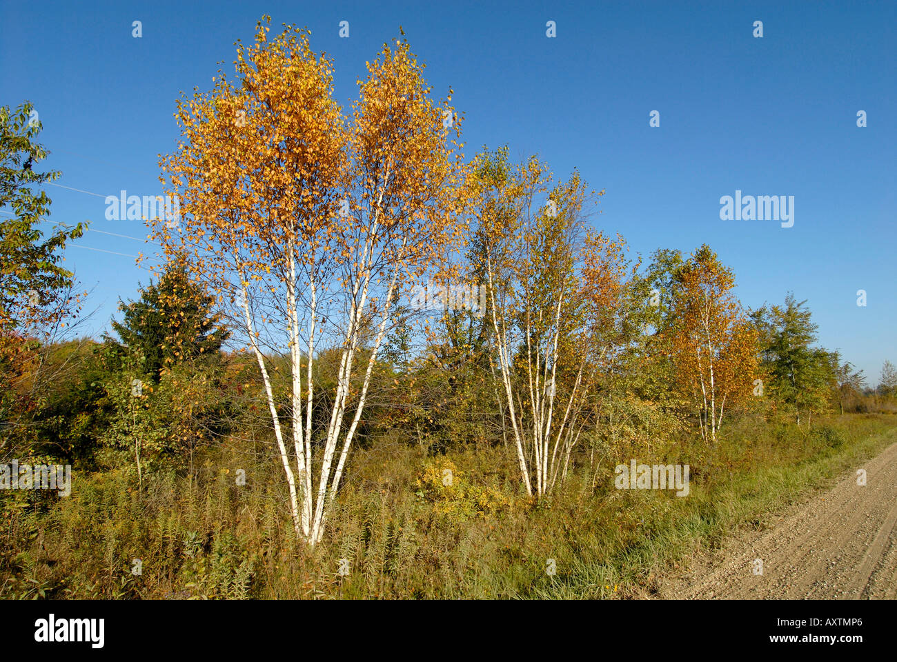 Birch trees Autumn Fall colors in the countryside surrounding ...