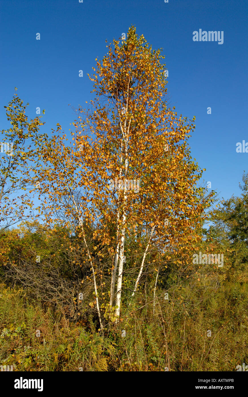Birch trees Autumn Fall colors in the countryside surrounding ...