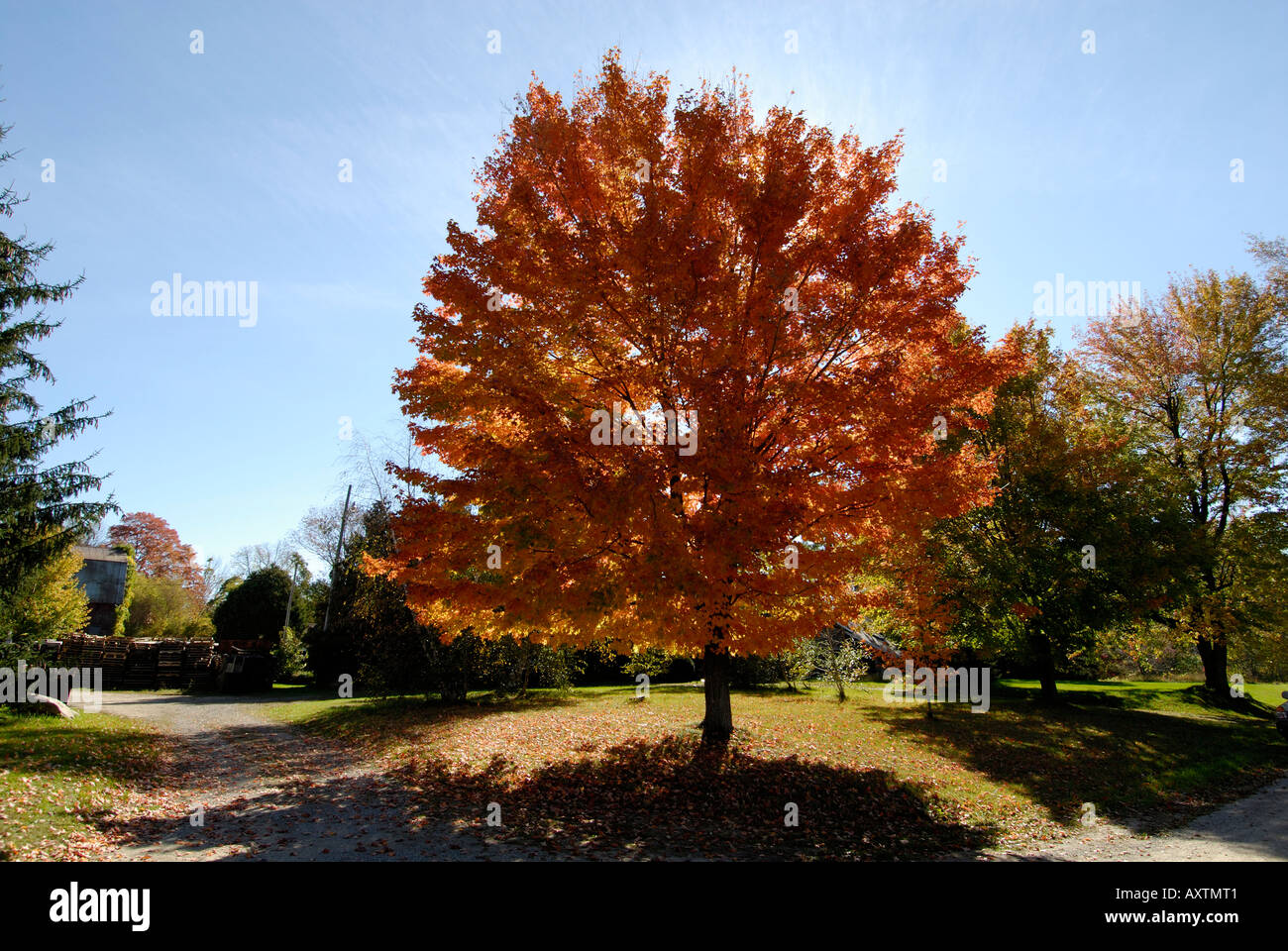 Autumn Fall colors in the countryside surrounding Springfield Illinois ...