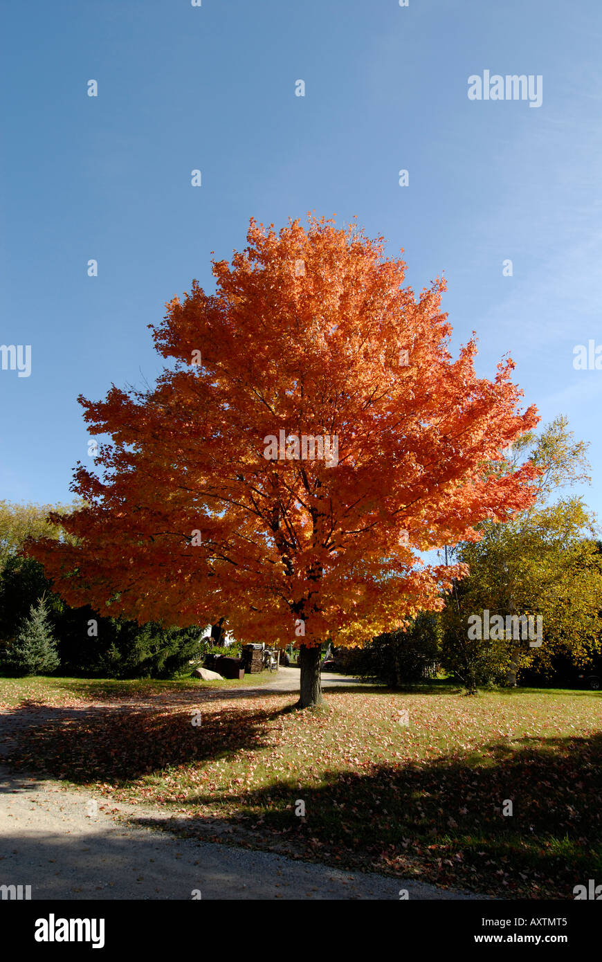 Autumn Fall colors in the countryside surrounding Springfield Illinois ...