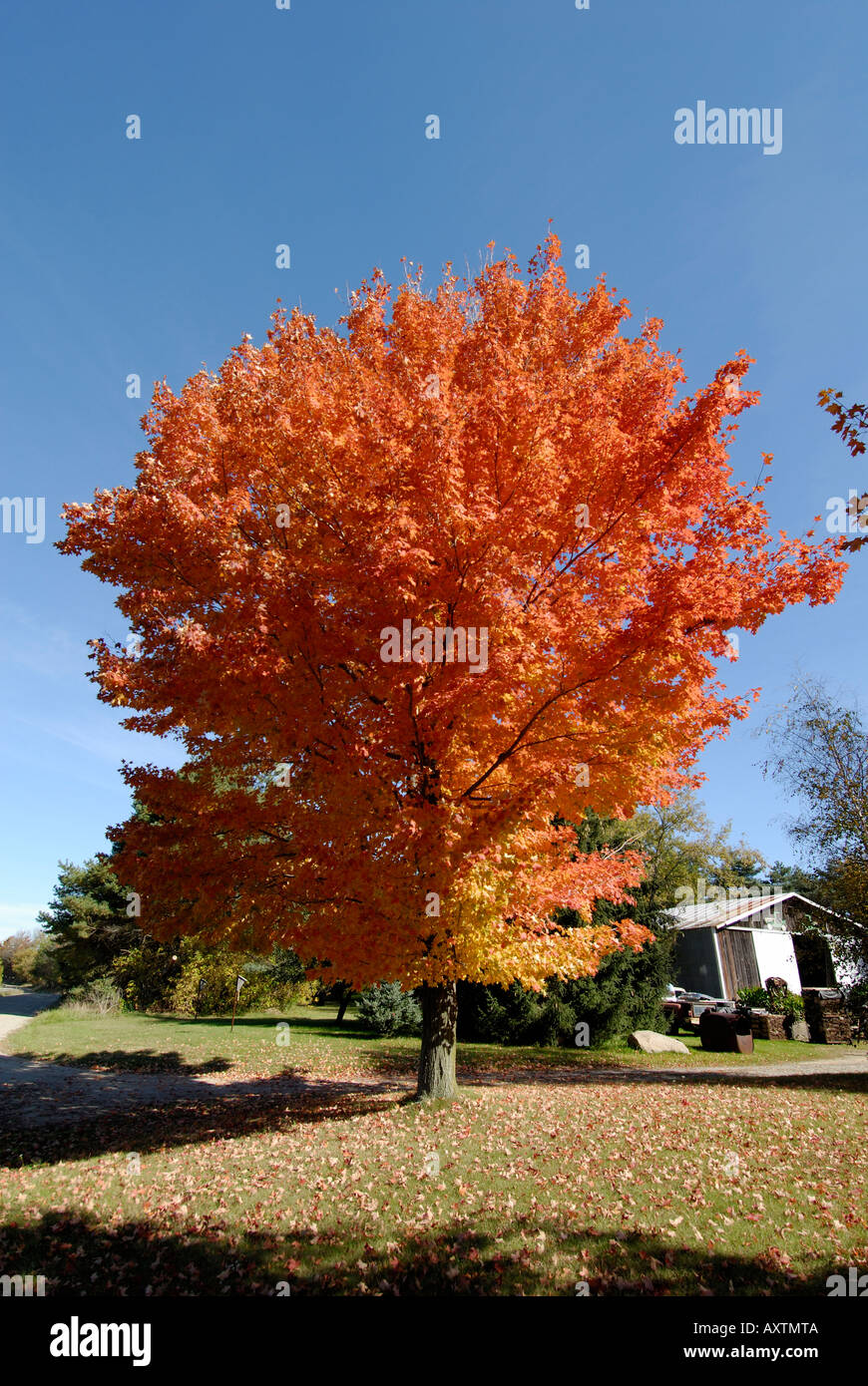Autumn Fall colors in the countryside surrounding Springfield Illinois ...