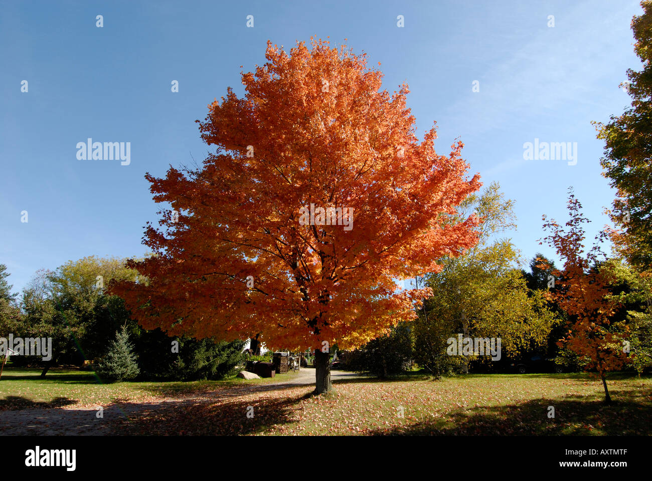 Autumn Fall colors in the countryside surrounding Springfield Illinois ...