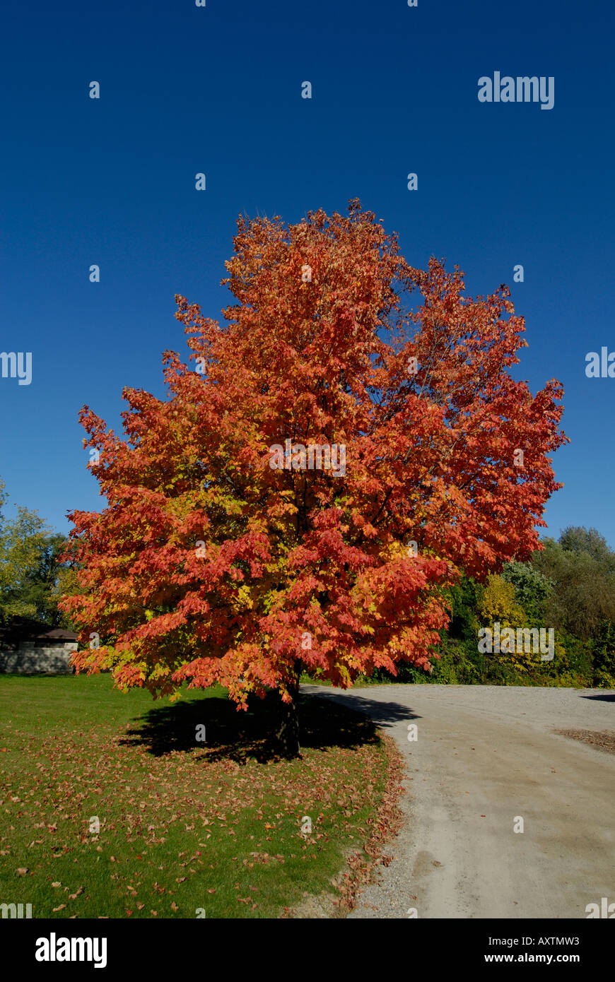 Autumn Fall colors in the countryside surrounding Springfield Illinois ...