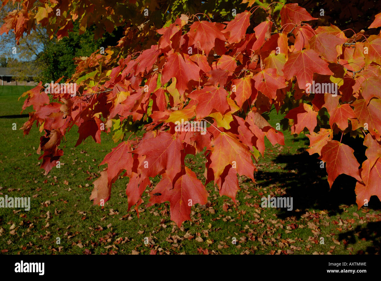 Autumn Fall colors in the countryside surrounding Springfield Illinois ...