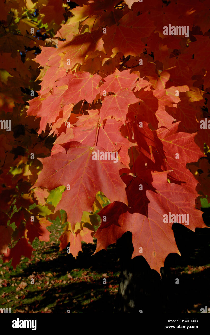 Autumn Fall colors in the countryside surrounding Springfield Illinois ...
