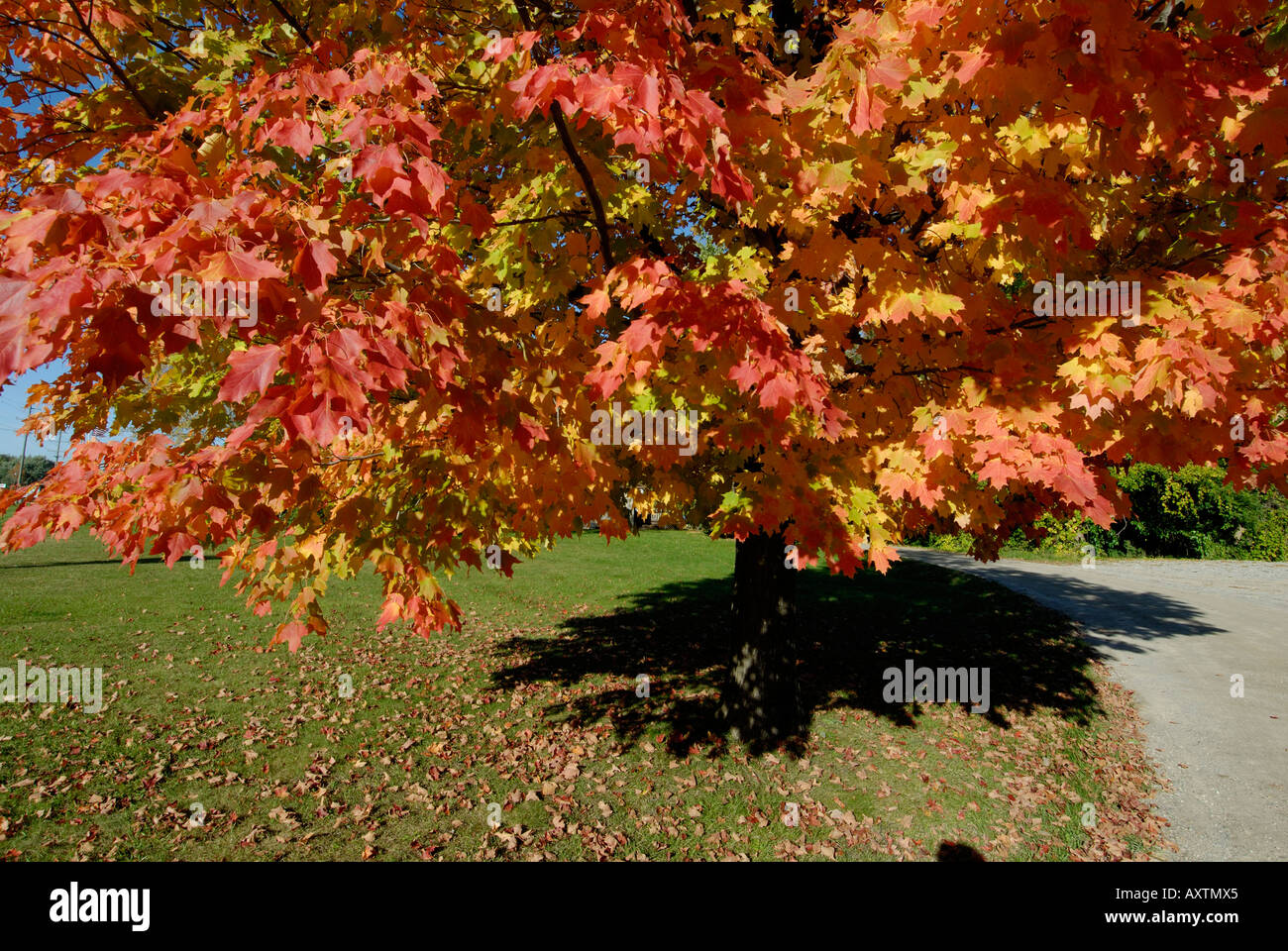 Autumn Fall colors in the countryside surrounding Springfield Illinois ...