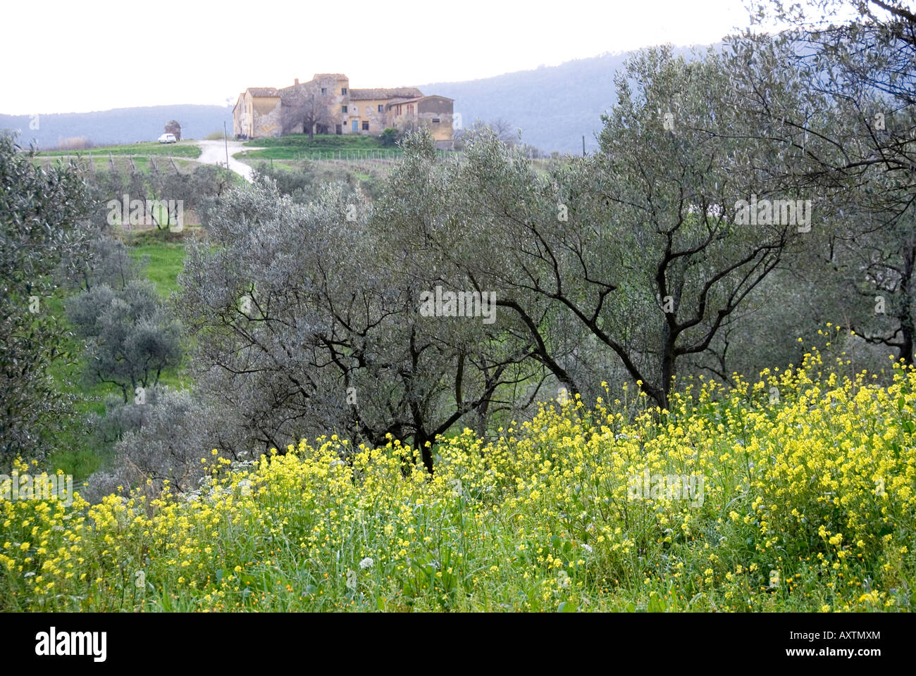 Olive trees in Spring in Tuscany Stock Photo - Alamy