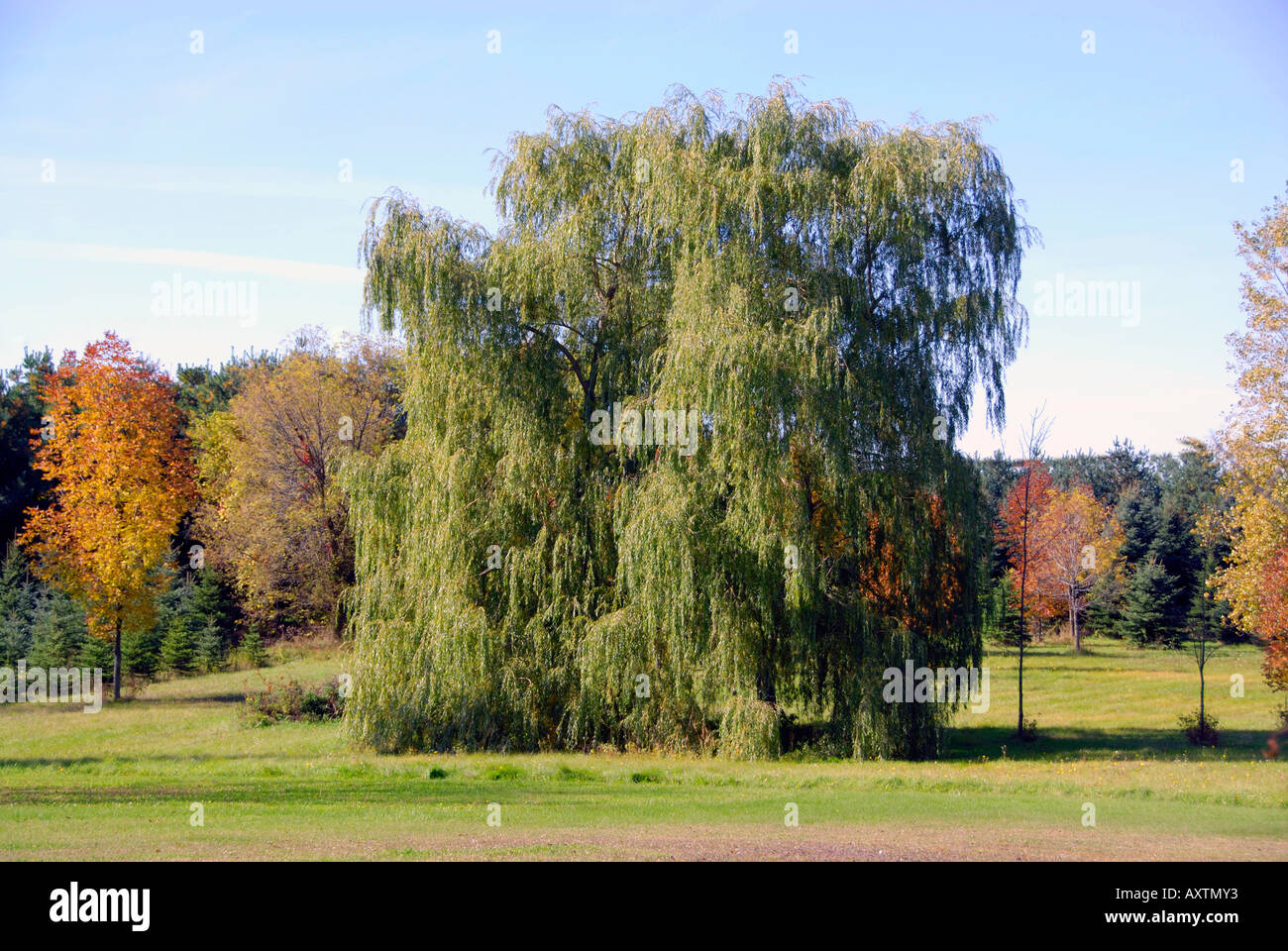 Weeping Willow Tree Stock Photo - Alamy