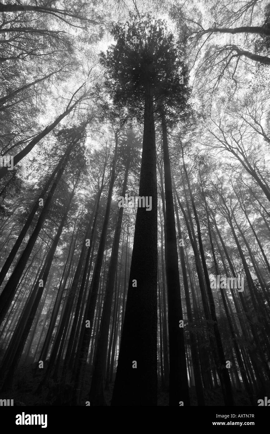 Green forest images Black and White Stock Photos & Images - Alamy