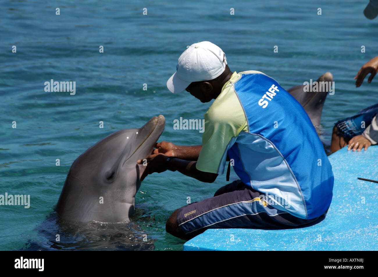 dolphin and trainer, Anthony's Key Dive Resort, Roatan, Honduras Stock ...