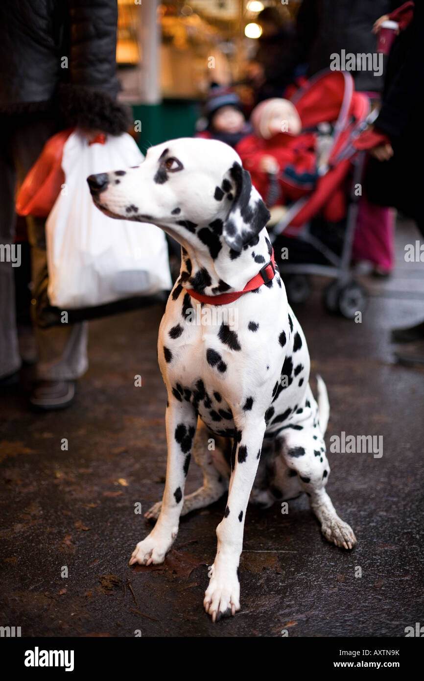 Dalmation spots hi-res stock photography and images - Alamy