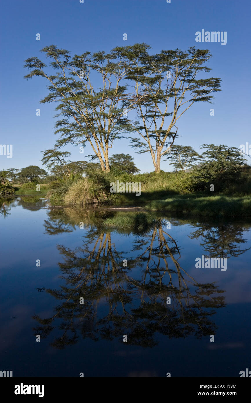 Acacia Trees In Maasai Mara High Resolution Stock Photography and ...