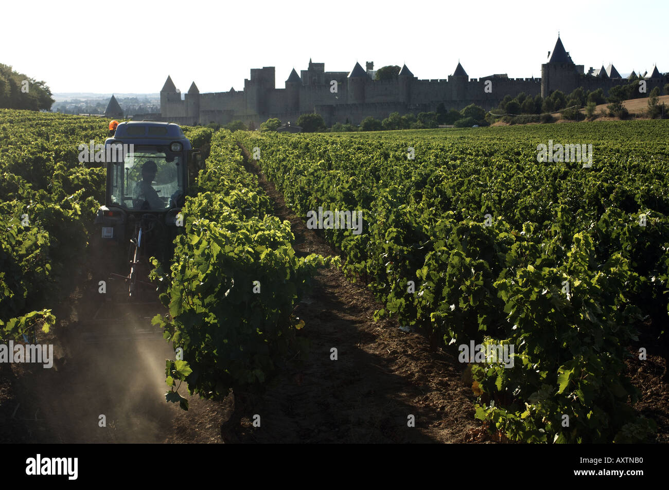Carcassonne a farmer is working with his tractor in the vineyards ...
