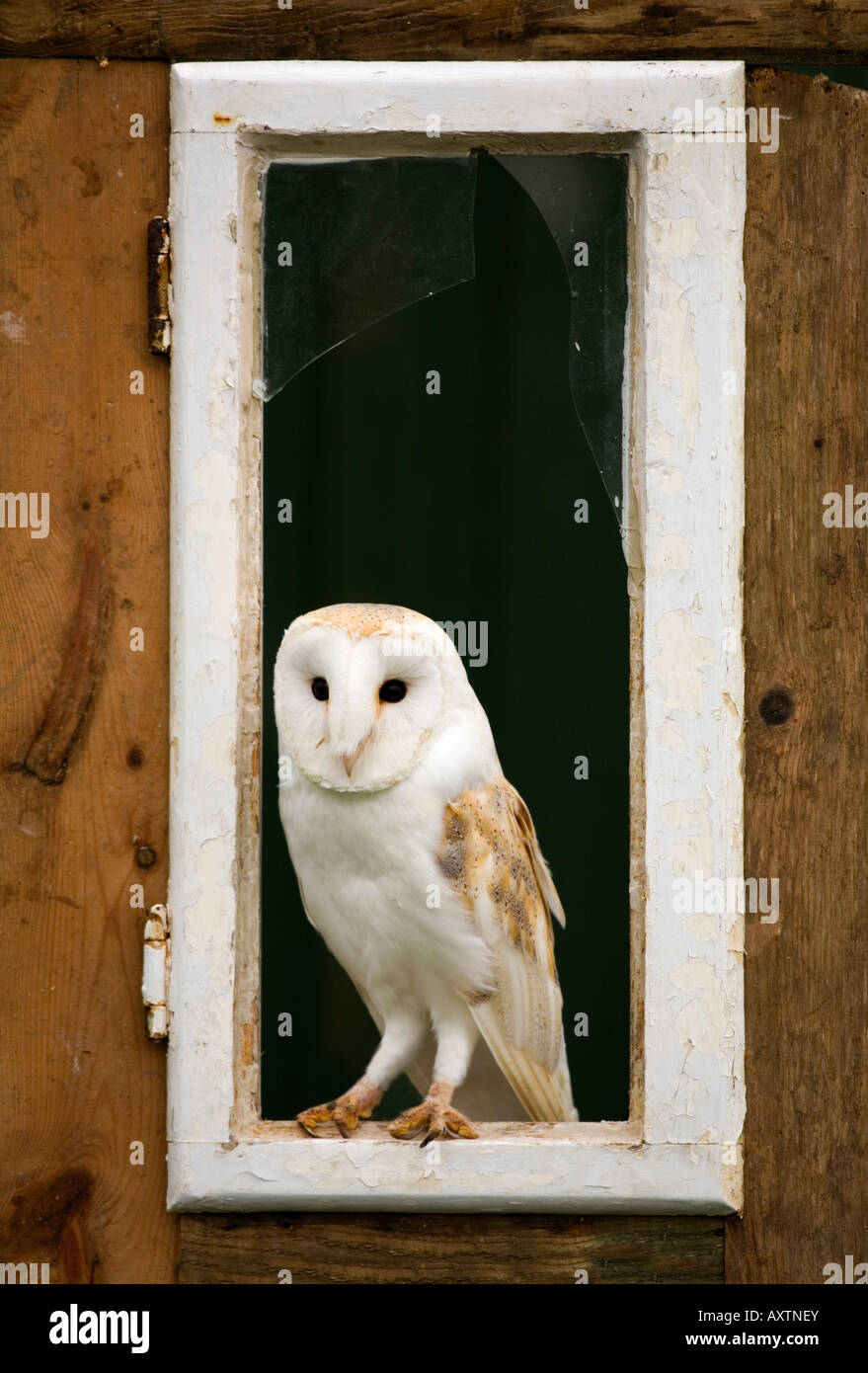 barn owl Tyto alba in window cornwall Stock Photo - Alamy