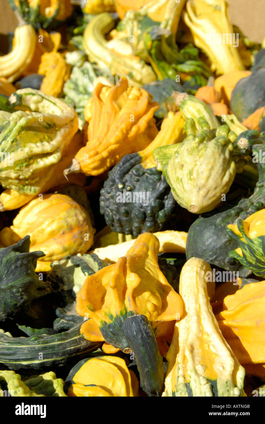 Display of colorful Gourds Stock Photo - Alamy