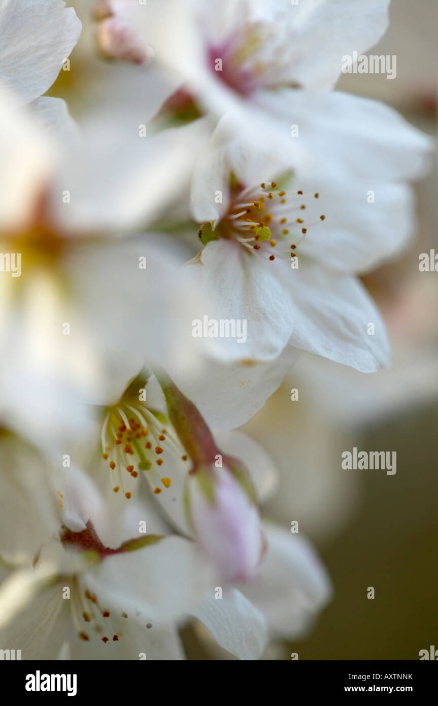 Bonsai cherry blossom tree hi-res stock photography and images - Alamy